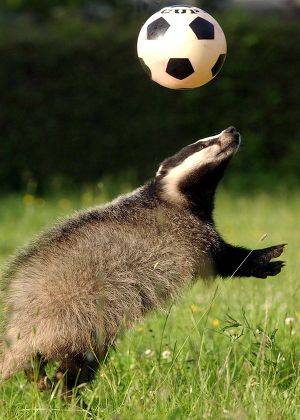 Mungo Badger Playing Football Editorial Stock Photo - Stock Image ...