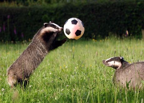 Patsy Mungo Badgers Playing Football Editorial Stock Photo - Stock ...