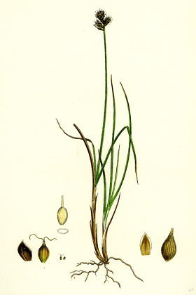 Carex Lagopina Haresfoot Sedge Editorial Stock Photo - Stock Image ...