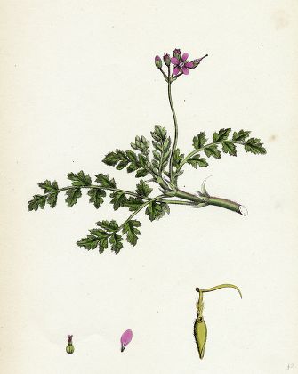 Erodium Cicutarium Common Storksbill Editorial Stock Photo - Stock ...