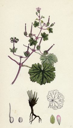 Geranium Rotundifolium Roundleaved Cranesbill Editorial Stock Photo ...