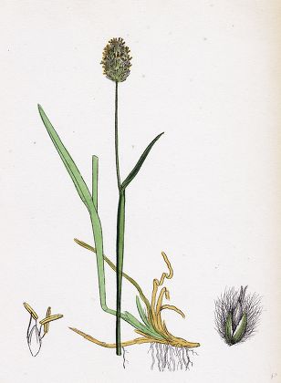 Alopecurus Alpinus Alpine Foxtailgrass Editorial Stock Photo - Stock ...
