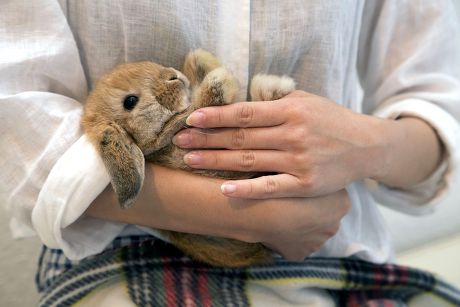 Customers Hold Rabbits Editorial Stock Photo - Stock Image | Shutterstock