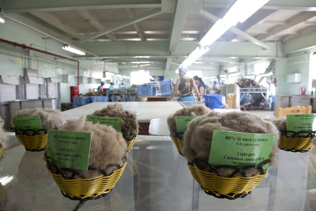 Workers Sorting Out Different Grades Cashmere Editorial Stock Photo ...