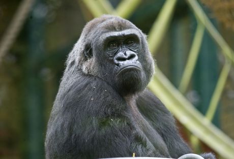 32 Kibi Stock Pictures, Editorial Images and Stock Photos | Shutterstock
