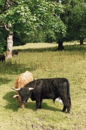 Aberdeen Angus Cattle Editorial Stock Photo - Stock Image | Shutterstock