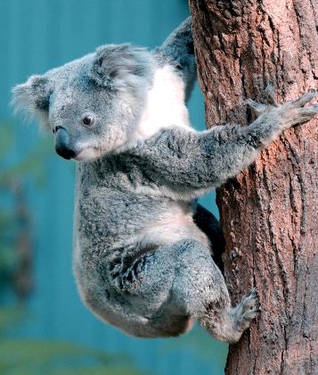 Female Koala Editorial Stock Photo - Stock Image | Shutterstock
