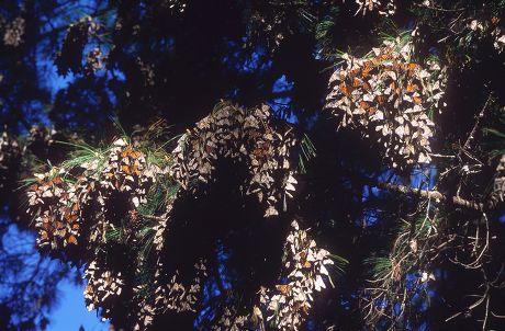 Monarch Butterflies On Fir Tree Branches Editorial Stock Photo - Stock ...