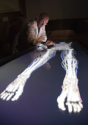 Gordon Findlater Professor Translational Anatomy Anatomage Editorial ...