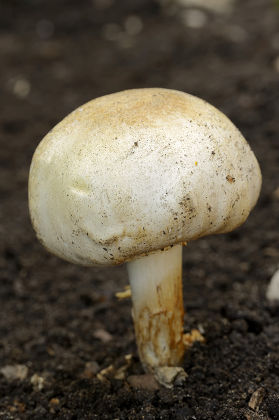 3 Agaricus arvensis Stock Pictures, Editorial Images and Stock Photos ...
