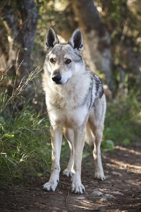Czechoslovakian Wolfdog 35 Years Male Standing Editorial Stock Photo ...