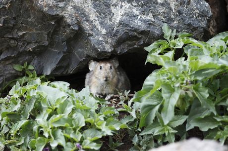 Pika Ochotonidae Vultures Gorge Yolyn Gobi Editorial Stock Photo ...