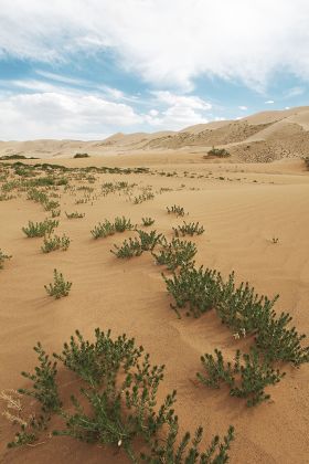 Esfand Wild Rue Syrian Rue Peganum Editorial Stock Photo - Stock Image ...