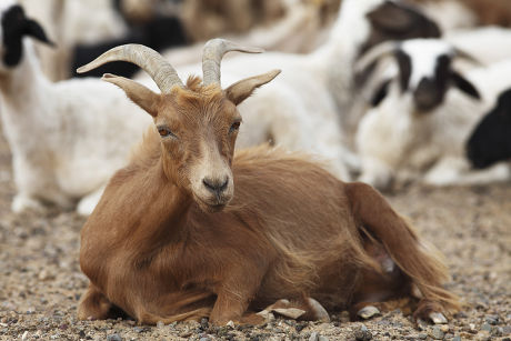 Brown Cashmere Goat Capra Hircus Laniger Editorial Stock Photo - Stock ...