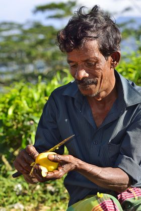 Mango Seller Peeling Mango Knife Kandy Editorial Stock Photo - Stock ...