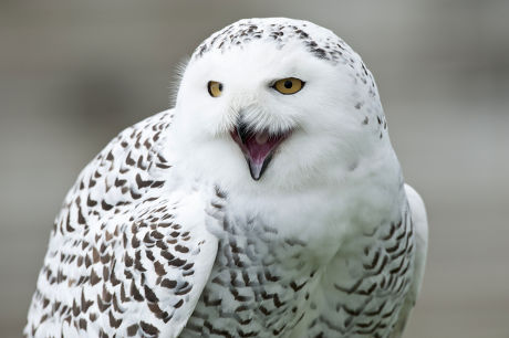 1 Iformes Stock Pictures, Editorial Images and Stock Photos | Shutterstock