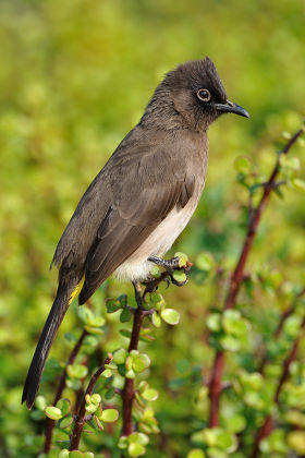 Cape Bulbul Pycnonotus Capensis Perched On Editorial Stock Photo ...