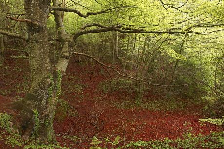 Beech Trees Natural Park Navarre Spain Editorial Stock Photo - Stock ...