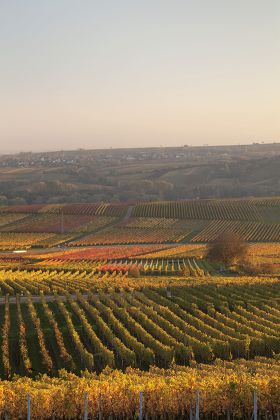 Vineyards Evening Light Autumn German Wine Editorial Stock Photo ...