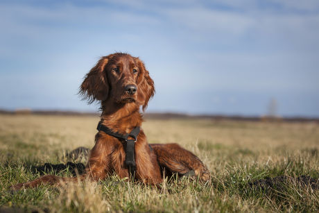 Irish Setter Dog Lying Field Wustermark Editorial Stock Photo - Stock ...