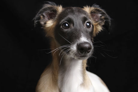 Silken Windsprite Puppy 13 Weeks Portrait Editorial Stock Photo - Stock ...
