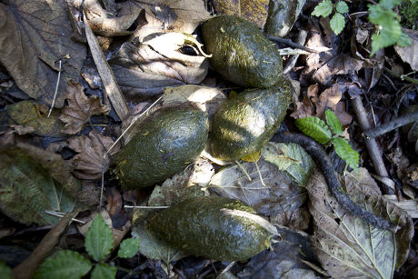 Fresh Panda Poo Doscovered On Forest Editorial Stock Photo - Stock ...