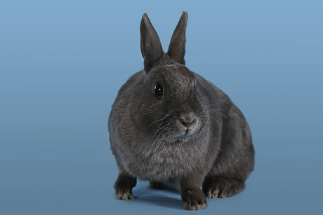 Blue Dwarf Rabbit Editorial Stock Photo - Stock Image | Shutterstock