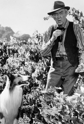 Film Stills Magic Lassie 1981 Don Editorial Stock Photo - Stock Image ...