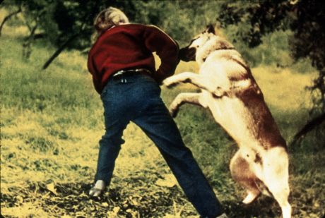 26 Landon wolf Stock Pictures, Editorial Images and Stock Photos ...