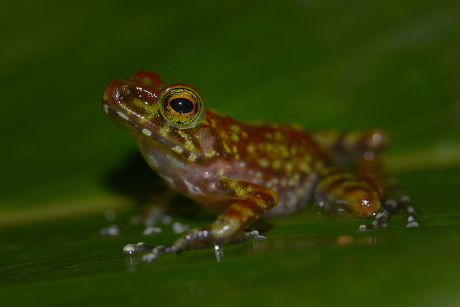 63 Dendrobatidae Stock Pictures, Editorial Images and Stock Photos ...