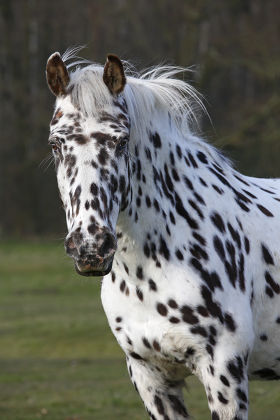 Appaloosa Horse Spotted Coat Portrait Editorial Stock Photo - Stock ...