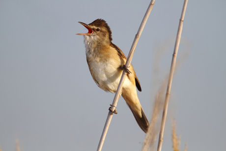 Great Reed Warbler Acrocephalus Arundinaceus Calling Editorial Stock ...