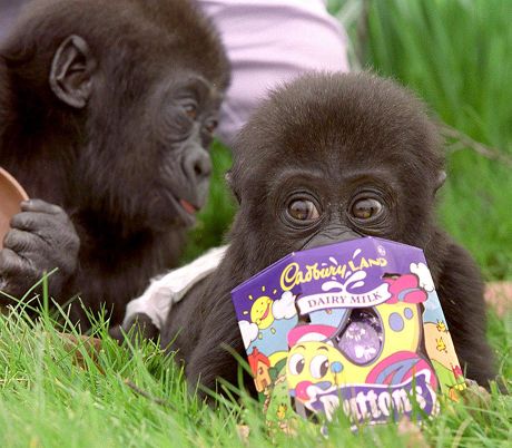 Djalta Kwibi Gorillas Howletts Wild Animal Editorial Stock Photo ...