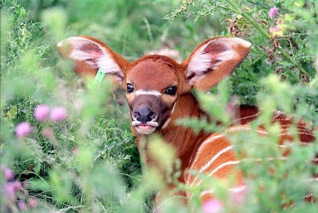 New Born Baby Bongos Howletts Wild Editorial Stock Photo - Stock Image ...