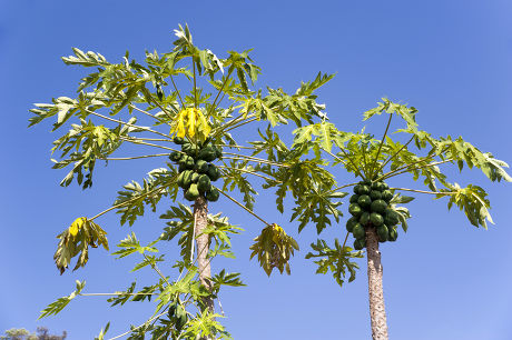 32 Pawpaw tree Stock Pictures, Editorial Images and Stock Photos ...