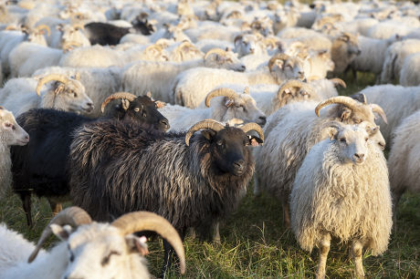 58 Sheep round up Stock Pictures, Editorial Images and Stock Photos ...