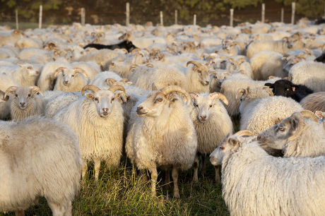 58 Sheep round up Stock Pictures, Editorial Images and Stock Photos ...