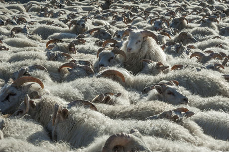 58 Sheep round up Stock Pictures, Editorial Images and Stock Photos ...