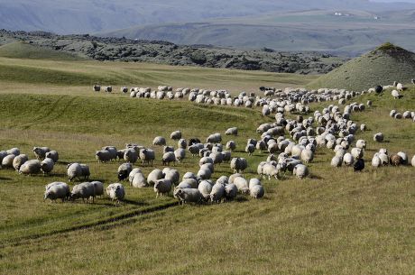 58 Sheep round up Stock Pictures, Editorial Images and Stock Photos ...