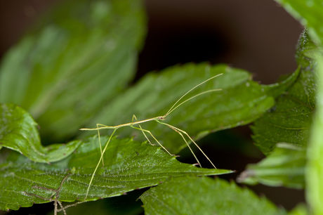 57 Phasmid Stock Pictures, Editorial Images and Stock Photos | Shutterstock