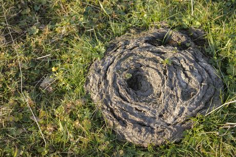 46 Cow pat Stock Pictures, Editorial Images and Stock Photos | Shutterstock