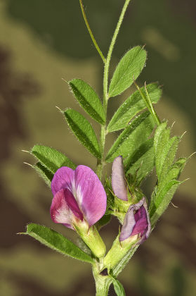 26 Common vetch Stock Pictures, Editorial Images and Stock Photos ...