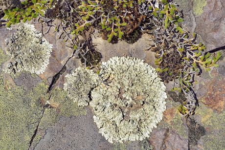 Moss Map Lichen Rhizocarpon Geographicum Other Editorial Stock Photo ...