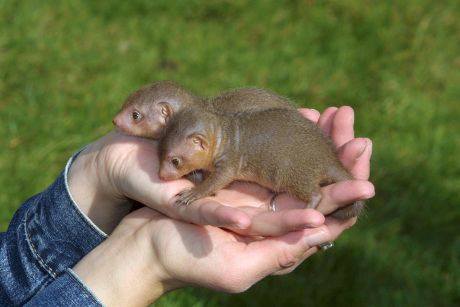 Stitch Sew Being Hand Reared By Editorial Stock Photo - Stock Image ...
