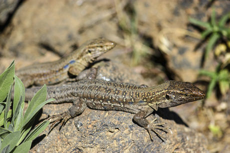 Two Tenerife Lizards Western Canaries Lizards Editorial Stock Photo ...