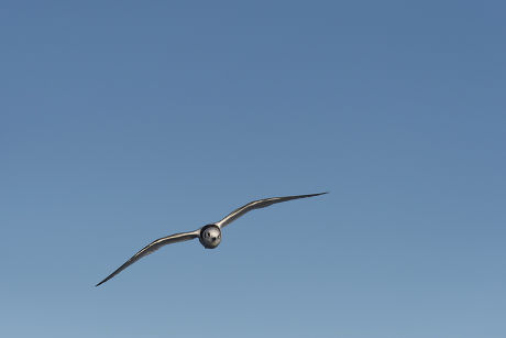 Ivory Gull Pagophila Eburnea Young Bird Editorial Stock Photo - Stock ...