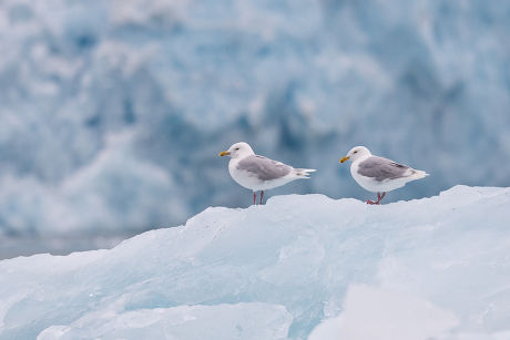 50 Hyperboreus Stock Pictures, Editorial Images and Stock Photos ...