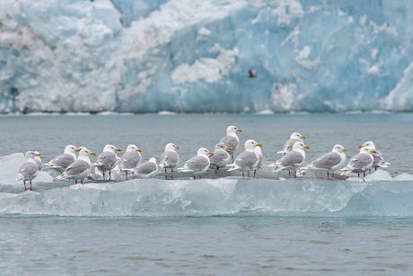 50 Hyperboreus Stock Pictures, Editorial Images and Stock Photos ...