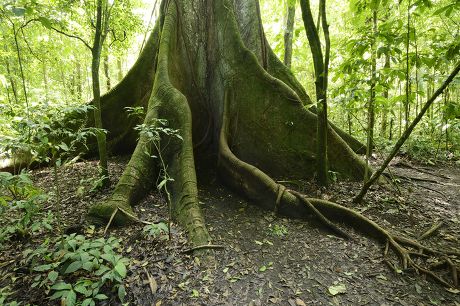 83 Kapok tree Stock Pictures, Editorial Images and Stock Photos ...