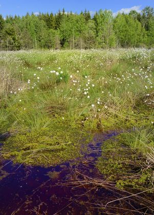 67 Sphagnum moss bog Stock Pictures, Editorial Images and Stock Photos ...